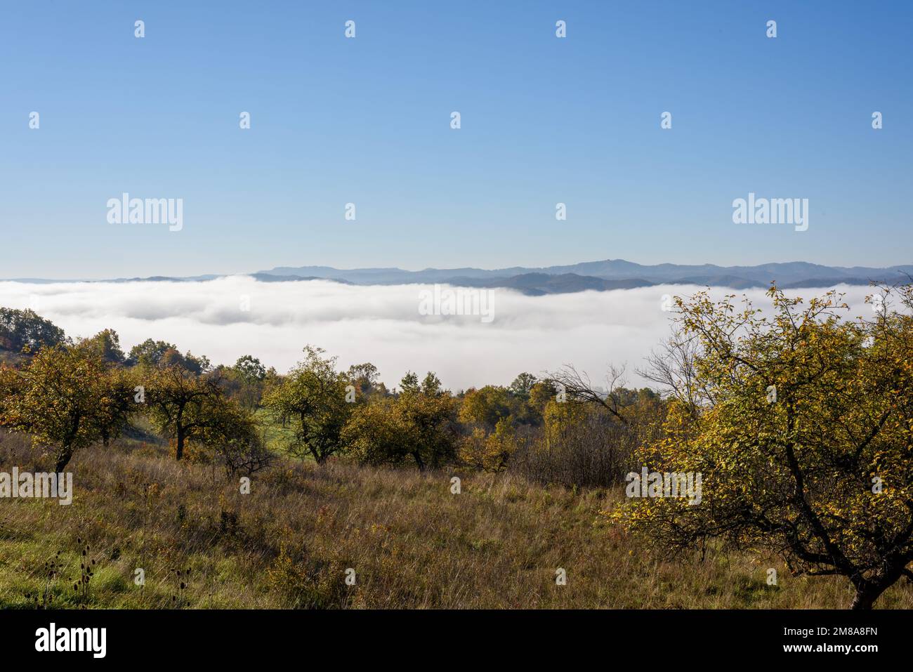 An aerial view of greenery field surrounded by dense trees Stock Photo ...