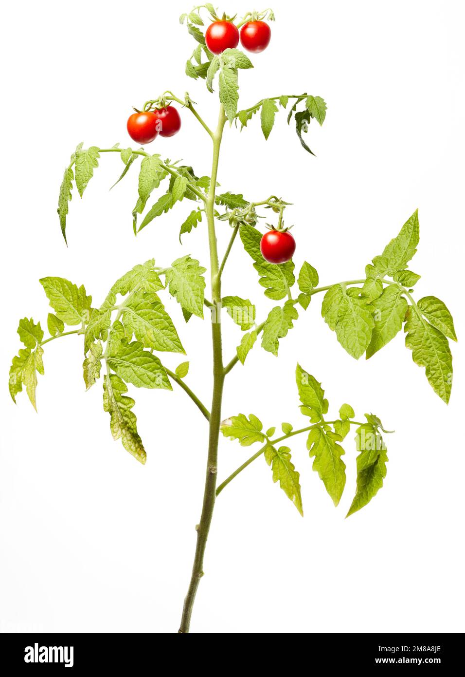 Tomato plant isolated on white background. Green seedling of fresh ripe ...