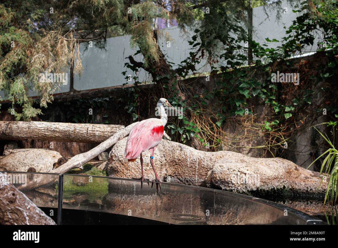 Roseate Spoonbill, Platalea ajaja, a Gregarious Wading Bird of the Ibis ...