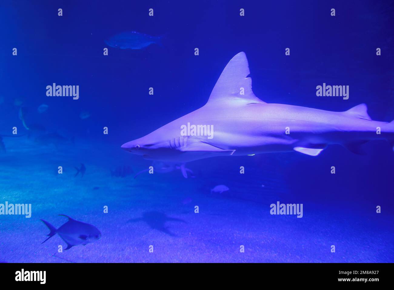 Medium Sized Shark inside an Aquarium, Fish Theme Stock Photo - Alamy