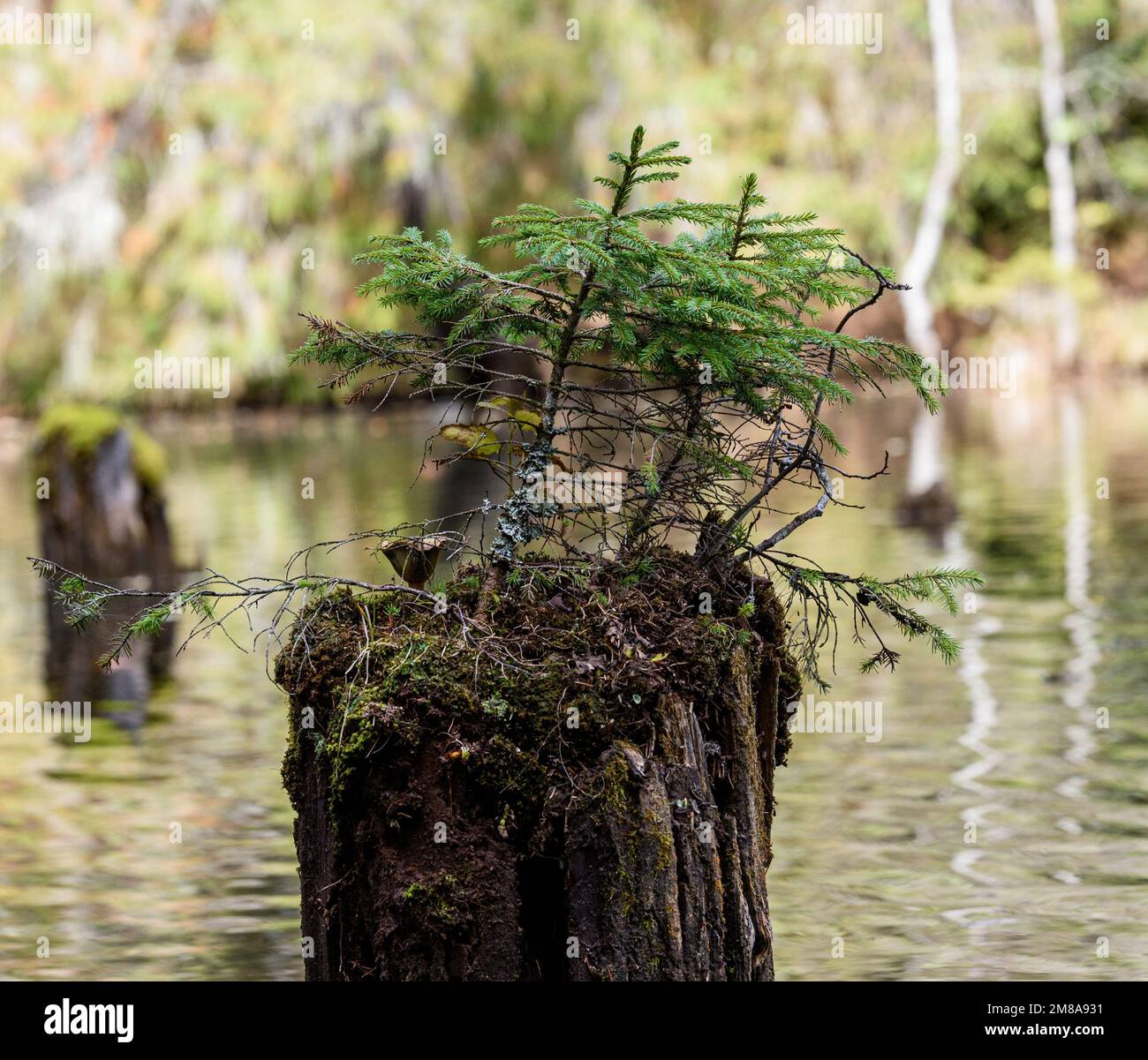 A view of tree trunks in lake Stock Photo - Alamy