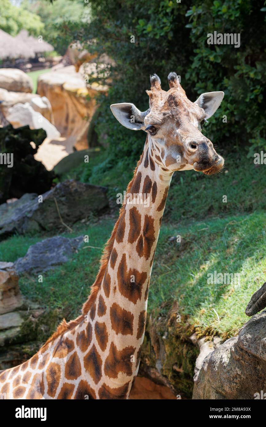 Giraffe in its Natural Environment, Animal Theme Stock Photo - Alamy