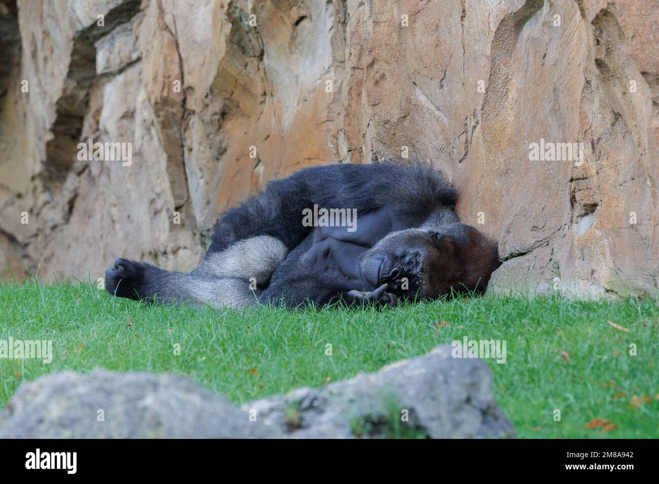 Gorilla Sleeping Outdoor lying on the Grass next to a Rock Stock Photo ...