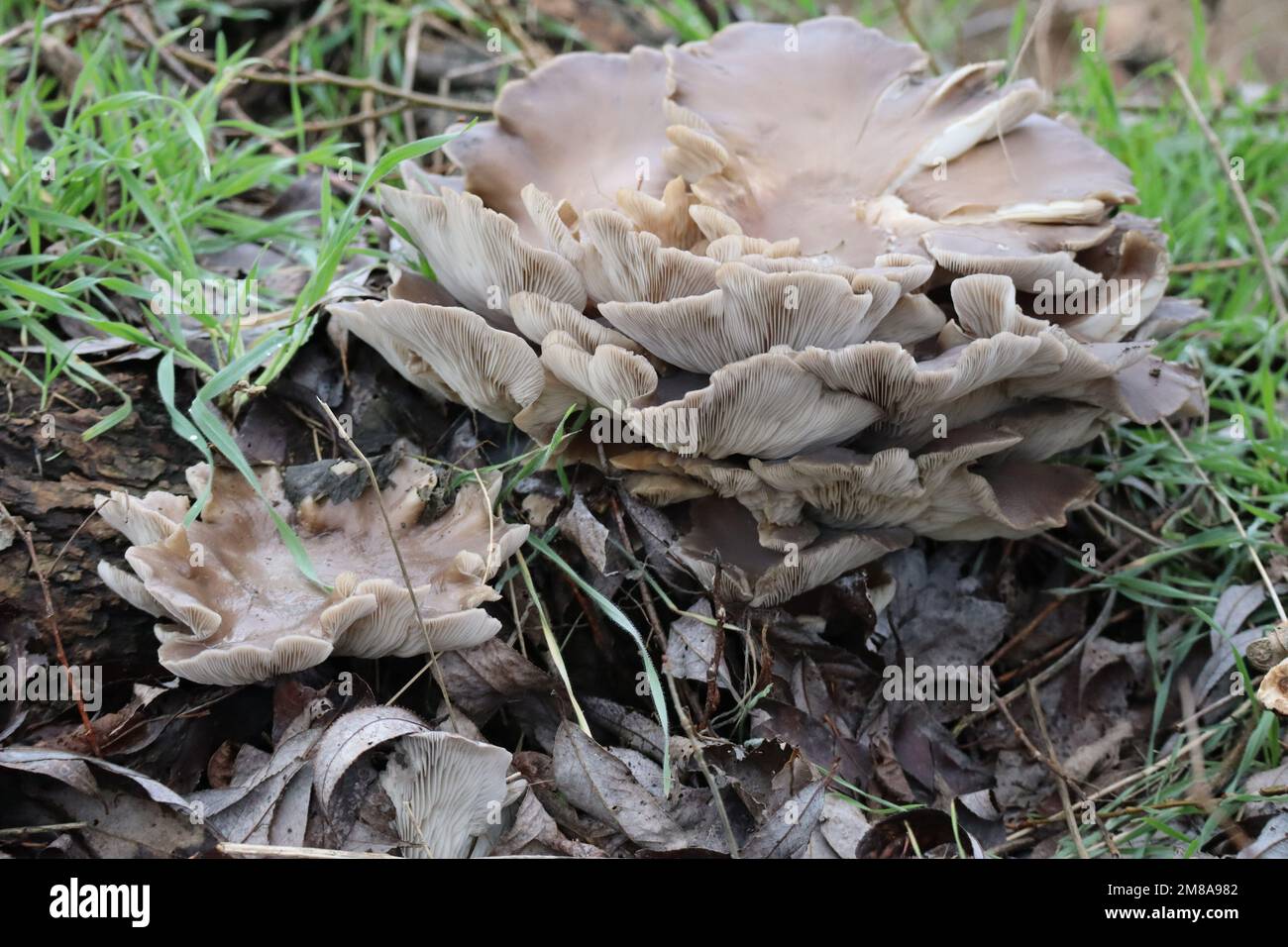 branching-oyster Mushroom discovered on a Winter walk Stock Photo - Alamy