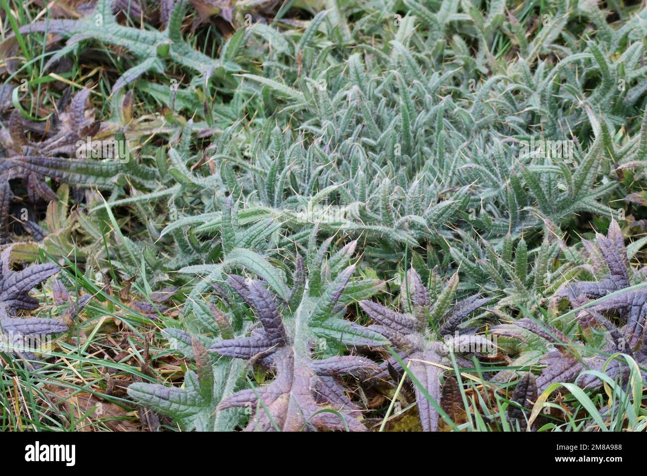 a large old Thistle shows its colorful Winter dress Stock Photo - Alamy