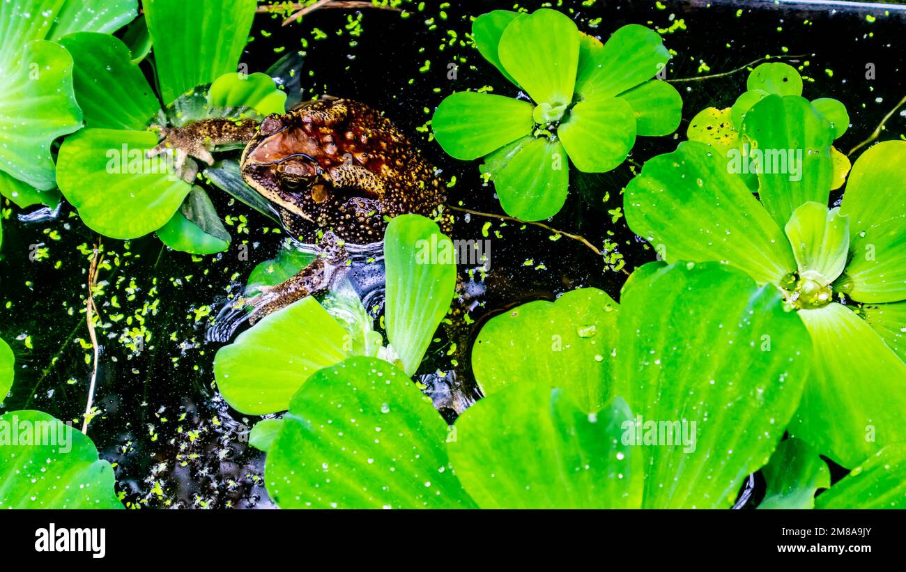 frog in the water and surrounded by aquatic plants Stock Photo - Alamy