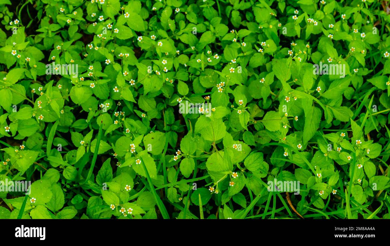 beautiful and amazing green little weed plant Stock Photo - Alamy