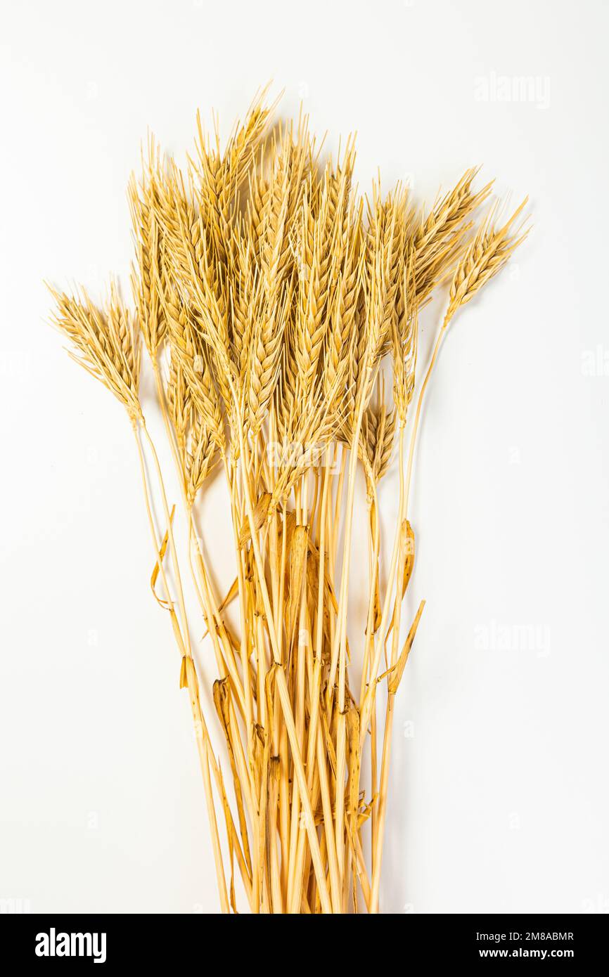 Seeds of ripe wheat on a white background. A whole crop of wheat germ ...