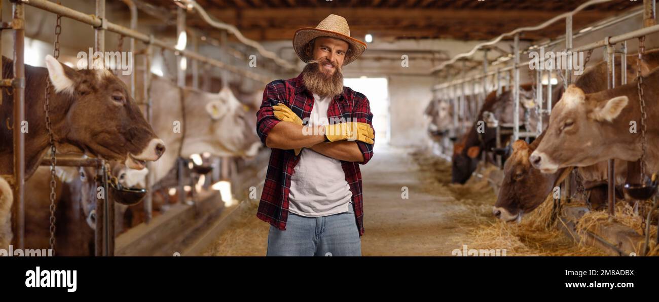 Bearded farmer with hat and gloves posing inside a diary farm with cows ...