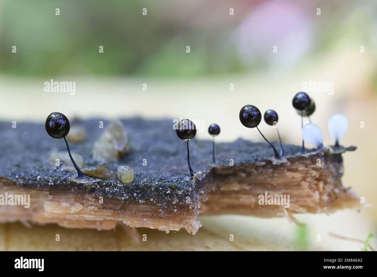 Plasmodial Slime Mold Microscope