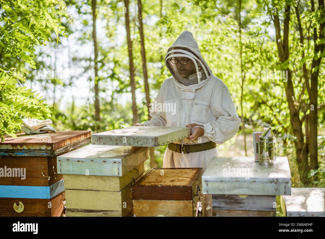Beekeeper is examining his beehives in forest. Beekeeping professional ...