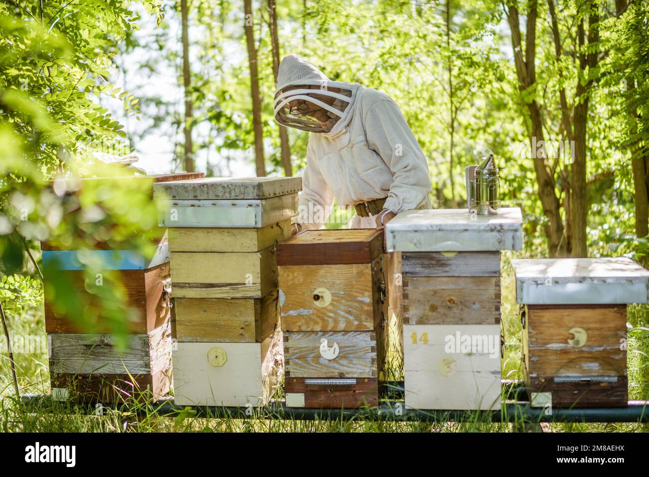 Beekeeper is examining his beehives in forest. Beekeeping professional ...