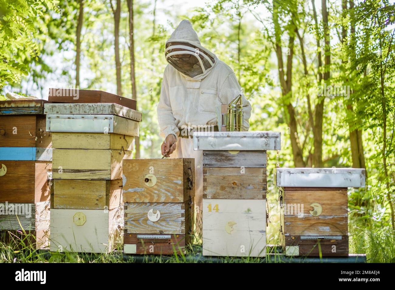 Beekeeper is examining his beehives in forest. Beekeeping professional ...