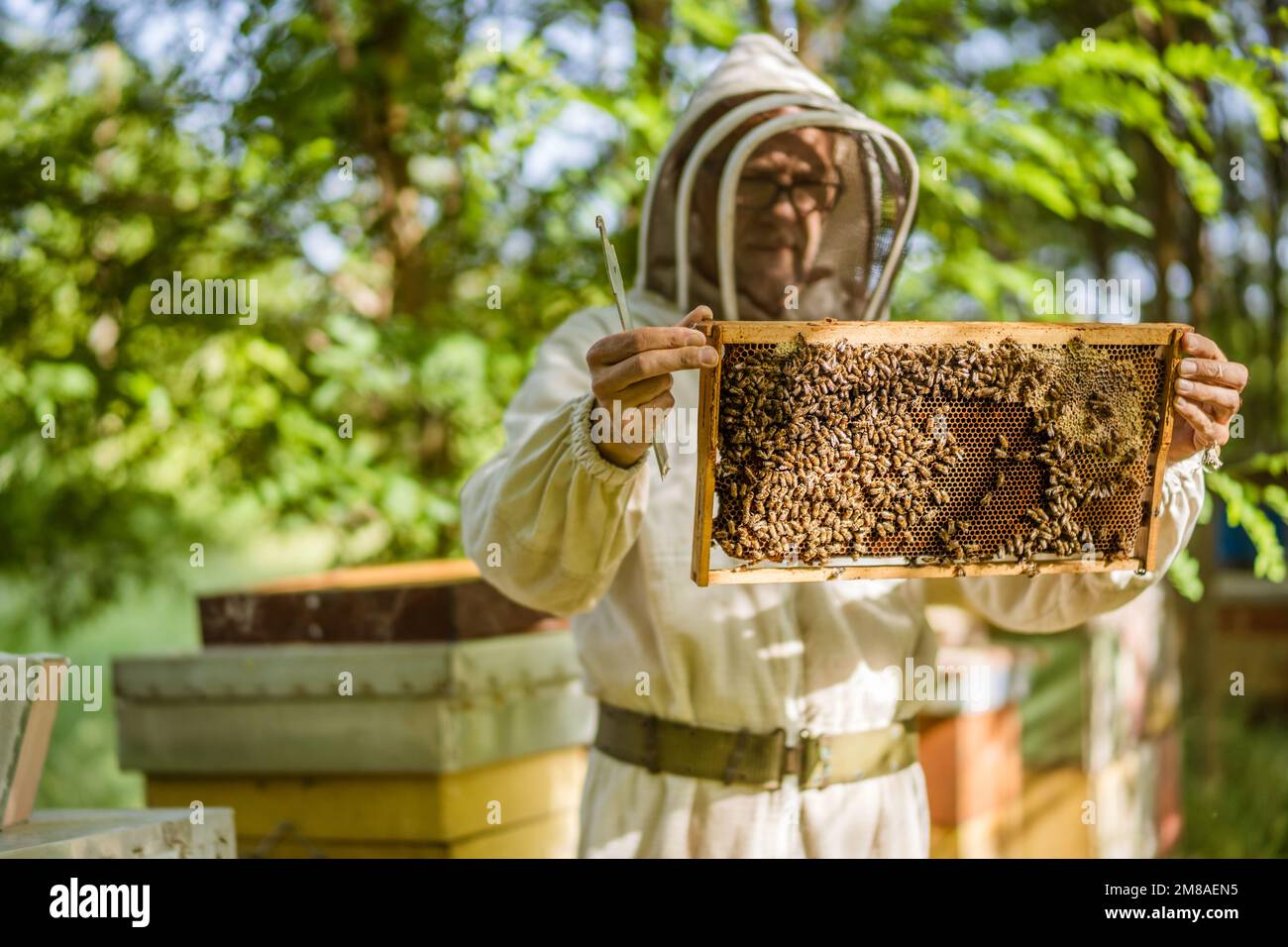Beekeeper is examining his beehives in forest. Beekeeping professional ...