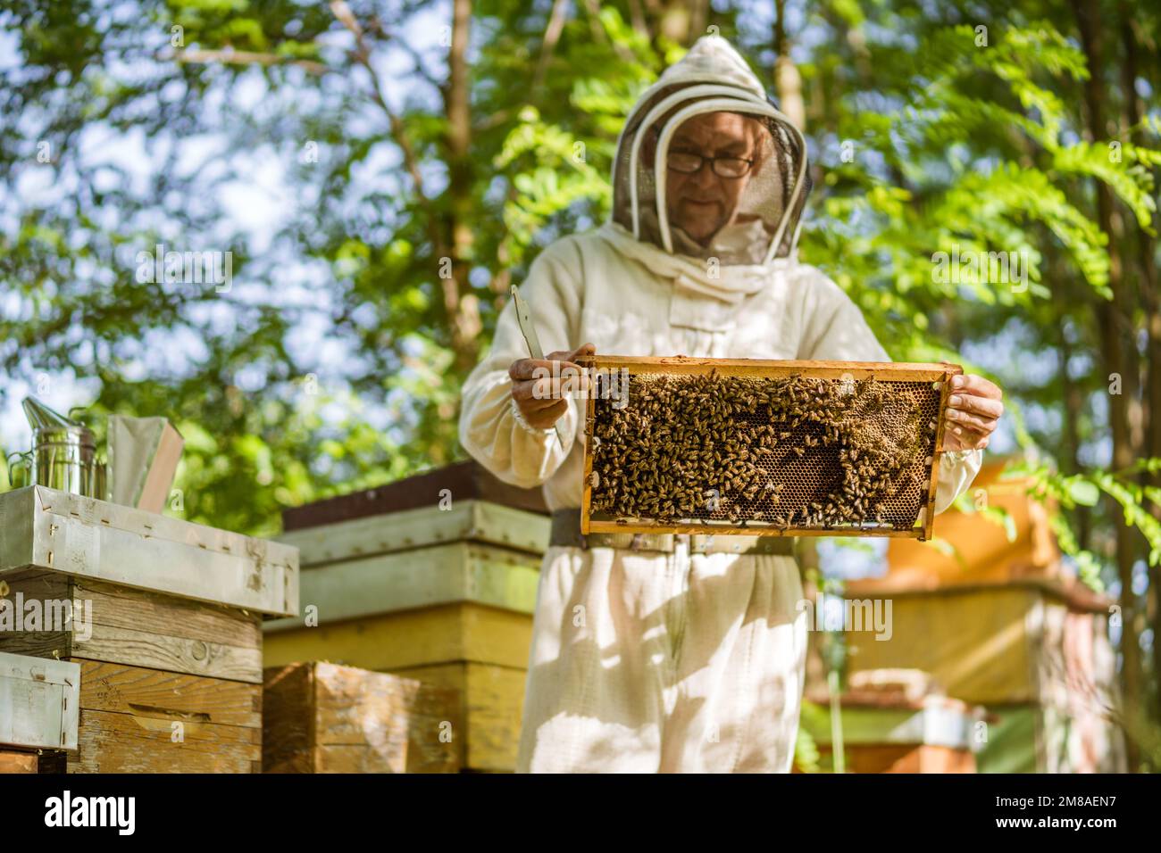 Beekeeper is examining his beehives in forest. Beekeeping professional ...