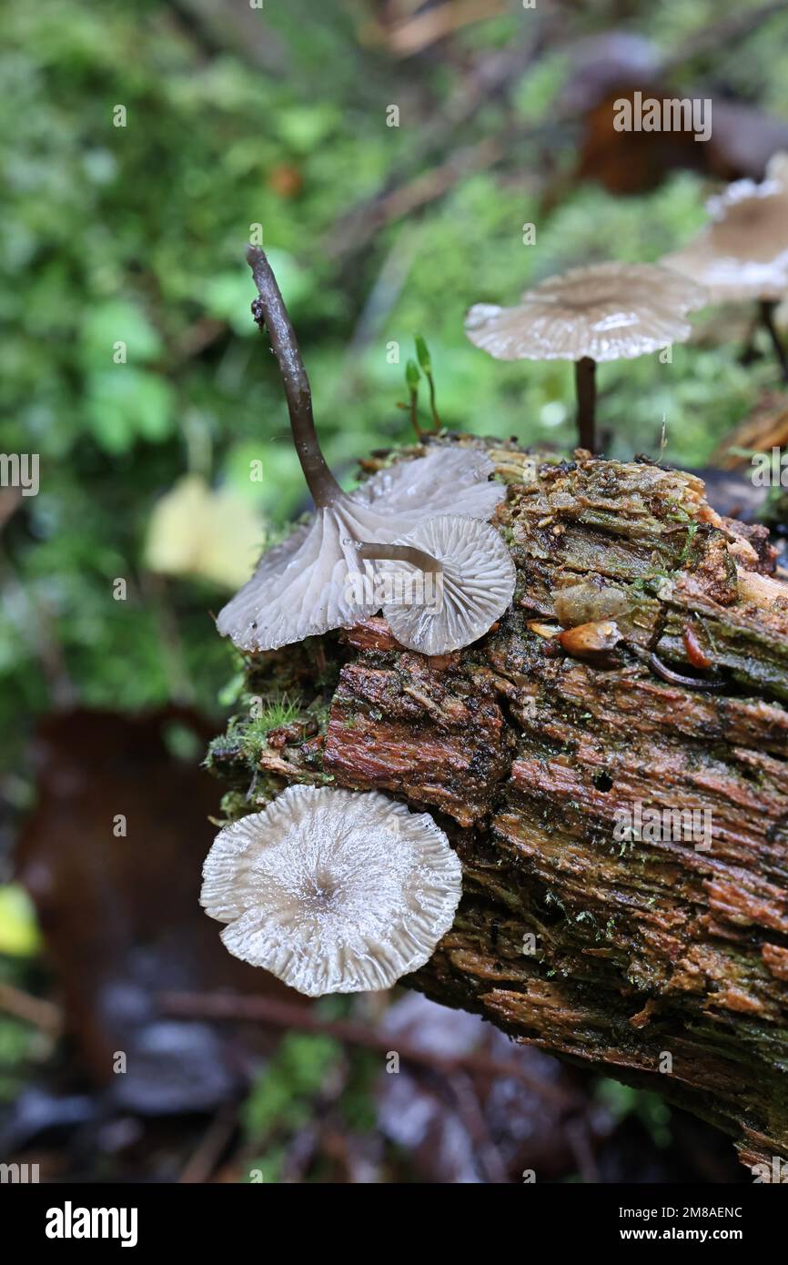 Arrhenia epichysium, small grey mushroom growing on spruce log in ...