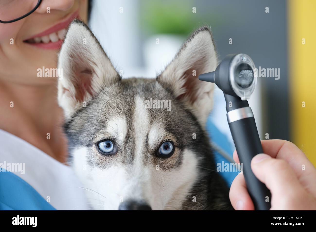 Veterinarian performs ear examination in husky dog clinic Stock Photo ...