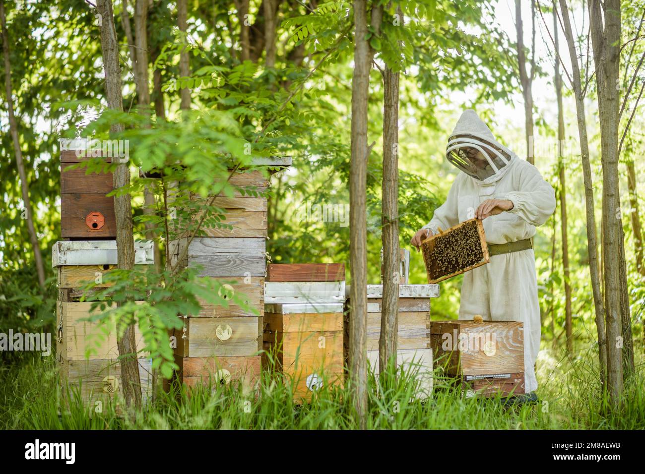 Beekeeper is examining his beehives in forest. Beekeeping professional ...