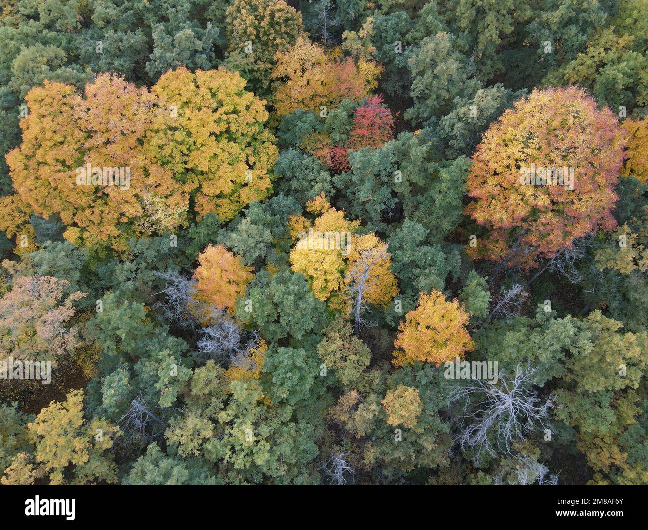 A top view of an autumnal dense forested area with colorful trees Stock ...