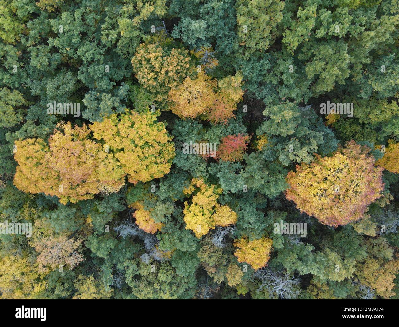 A top view of an autumnal dense forested area with colorful trees Stock ...