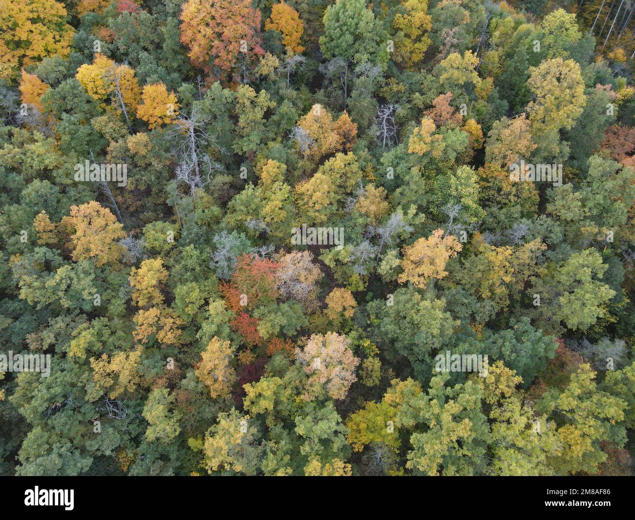 A top view of an autumnal dense forested area with colorful trees Stock ...