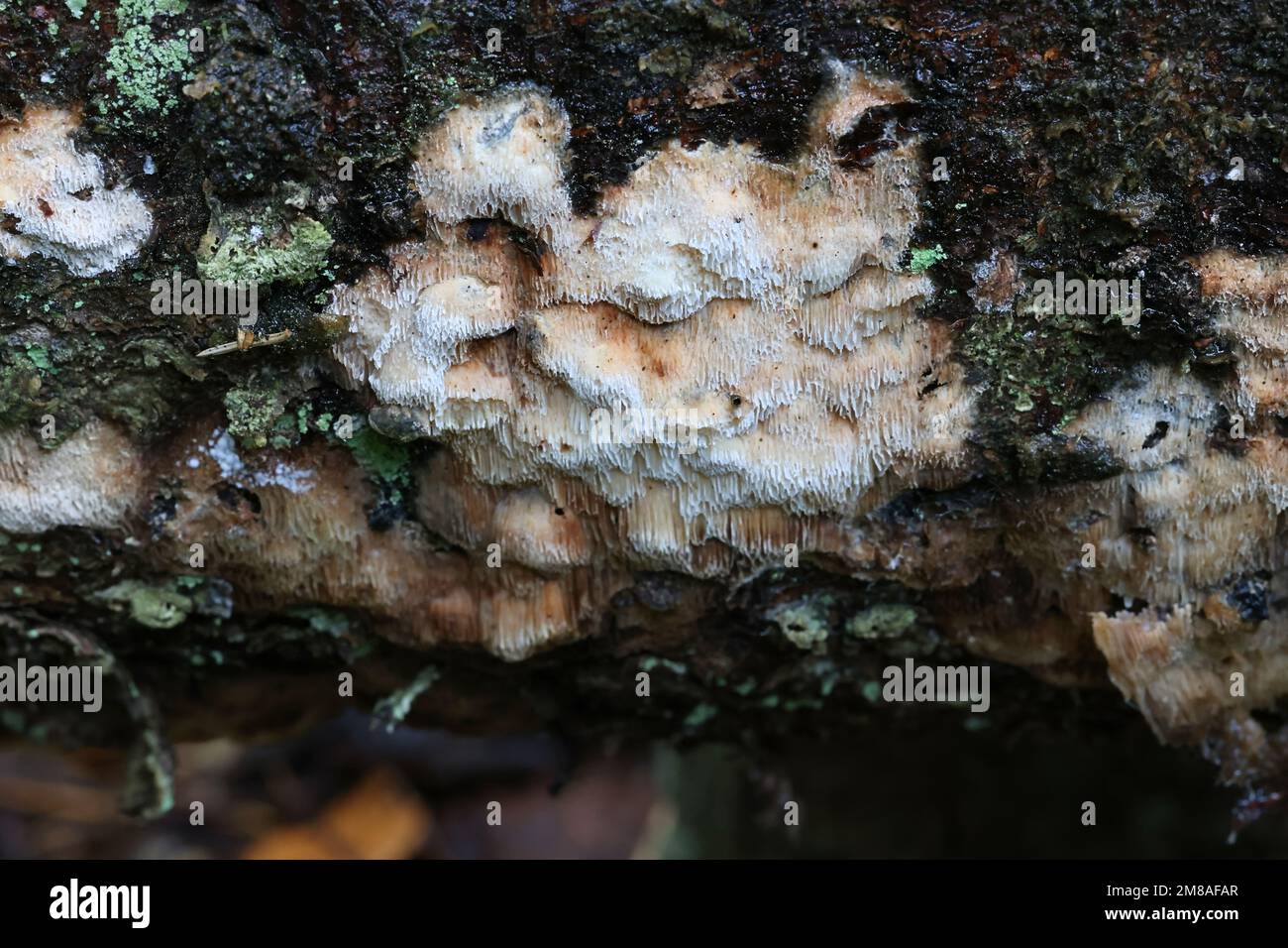Rhodonia placenta, pink polypore fungus from Finland, no common English ...