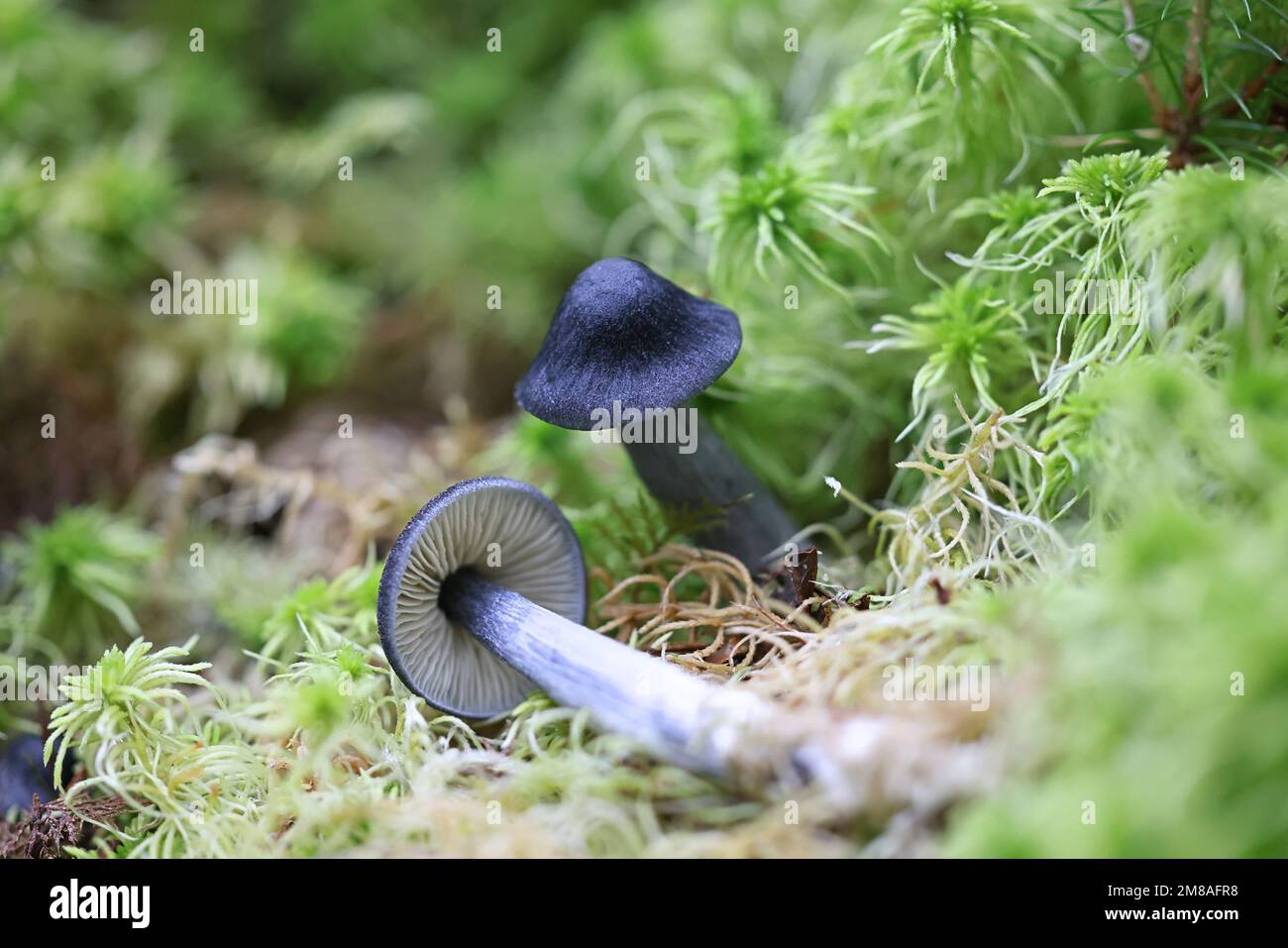 Blue mushroom hi-res stock photography and images - Alamy