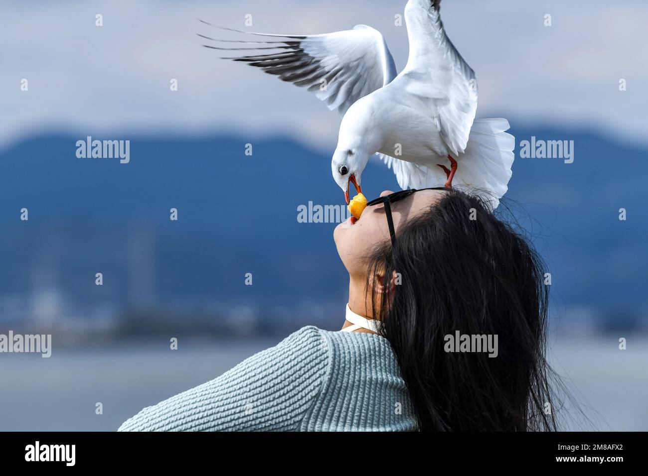 KUNMING, CHINA - JANUARY 10, 2023 - People and tourists feed seagulls ...