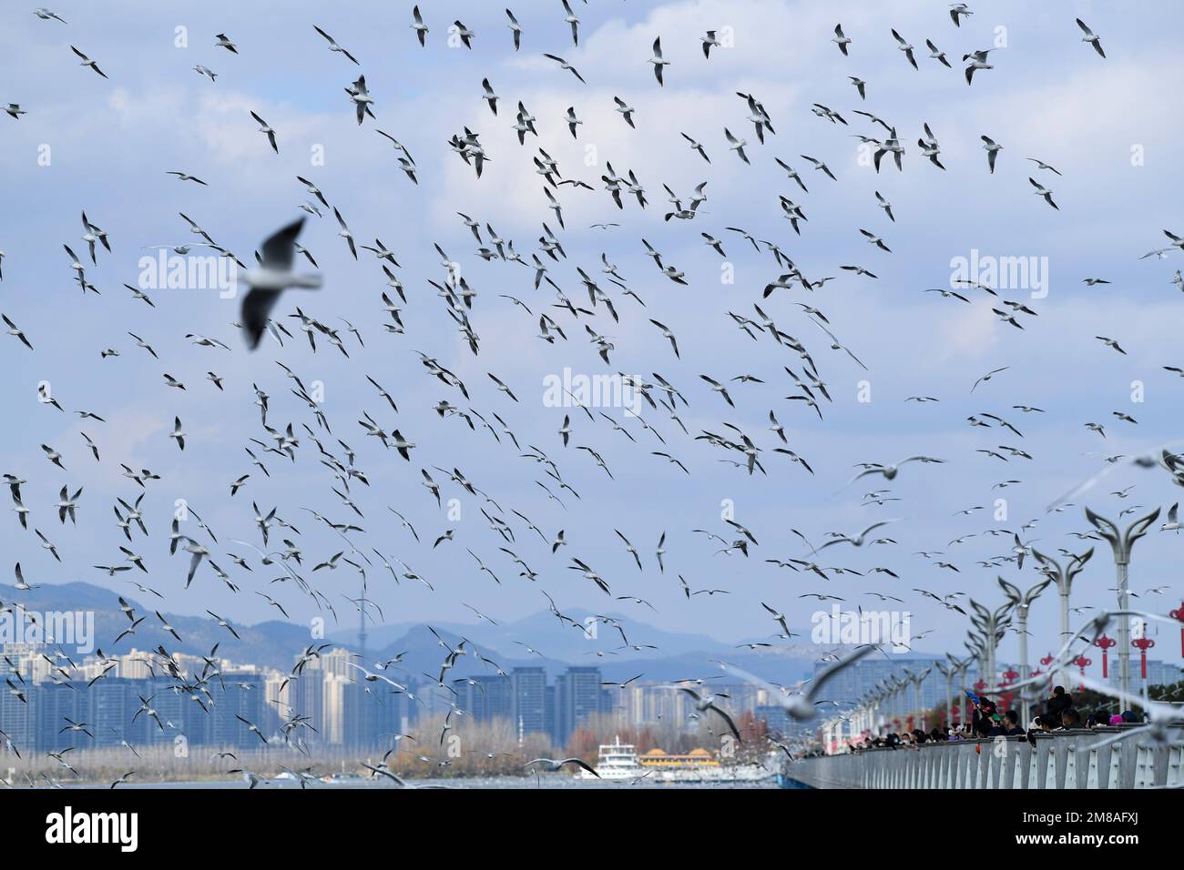 KUNMING, CHINA - JANUARY 10, 2023 - People and tourists feed seagulls ...