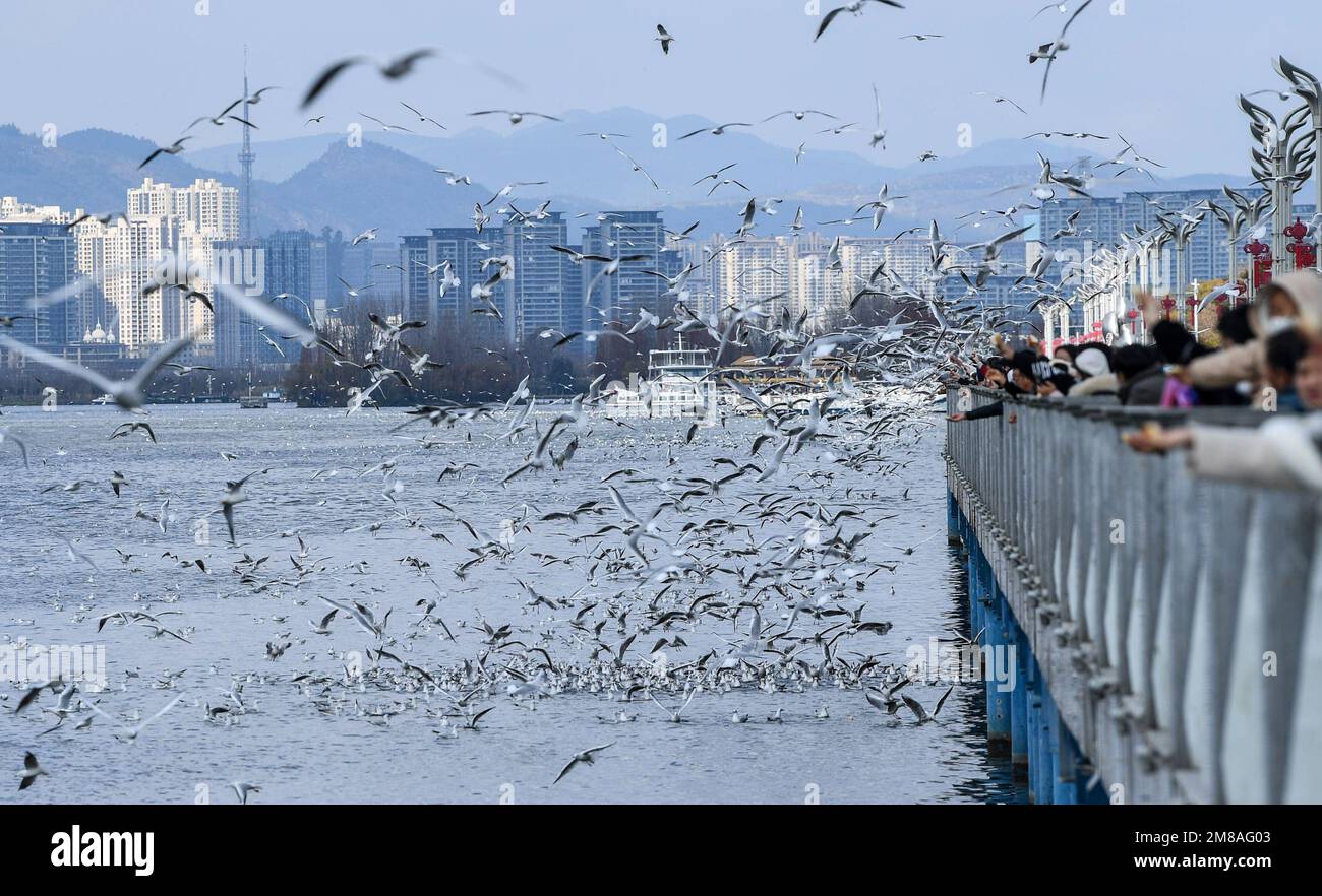 KUNMING, CHINA - JANUARY 10, 2023 - People and tourists feed seagulls ...