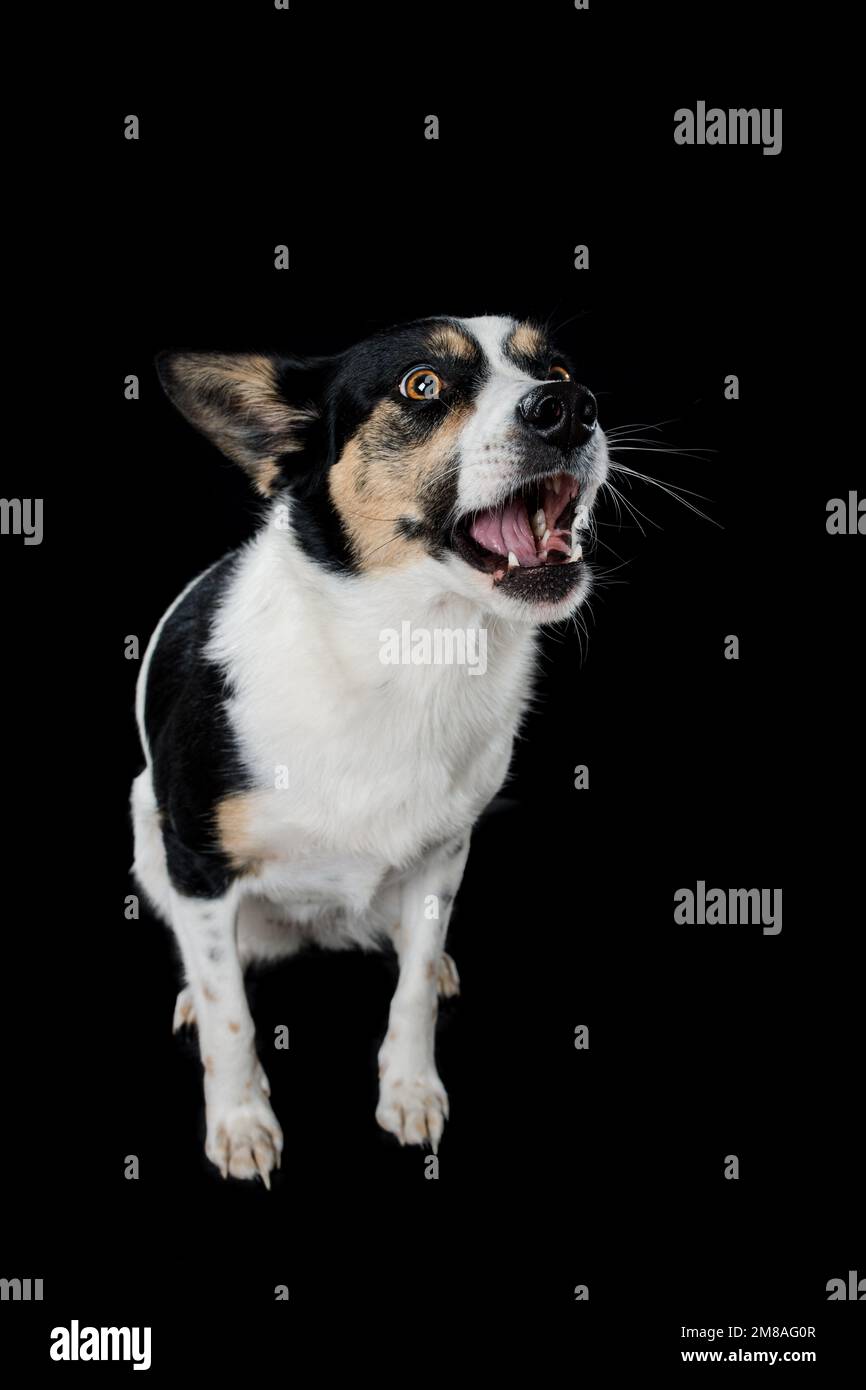Snaps snapshots snapshots hi-res stock photography and images - Alamy