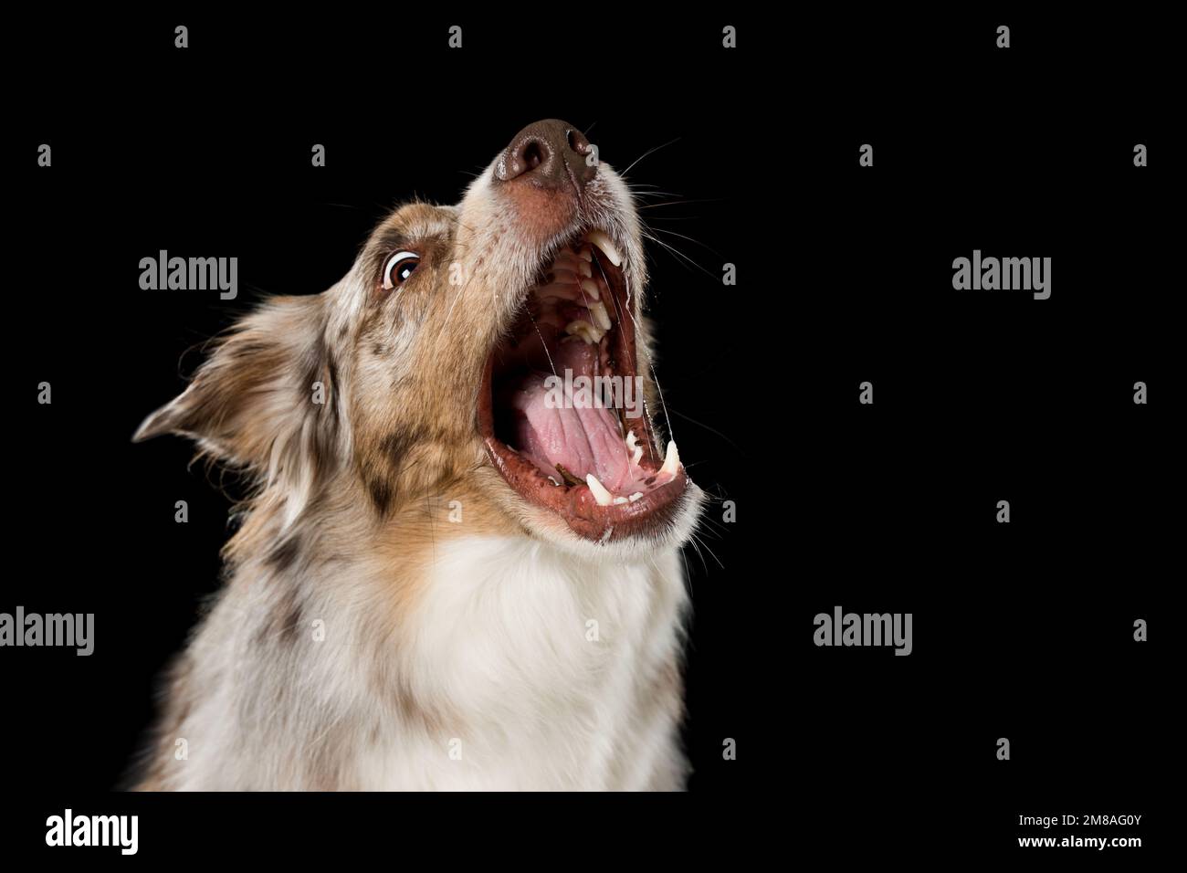 Australian shepherd snaps at a treat Stock Photo - Alamy