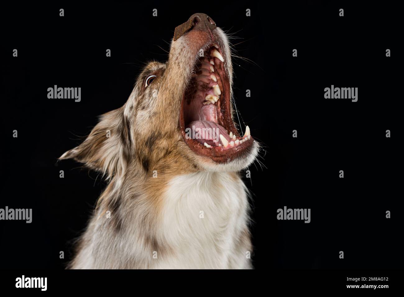 Australian shepherd snaps at a treat Stock Photo - Alamy