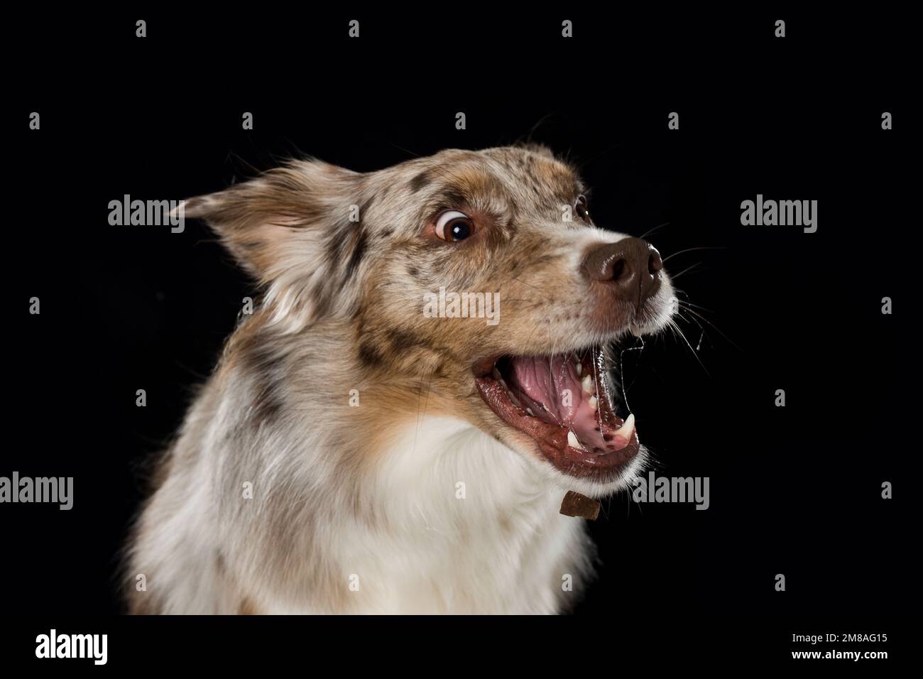 Australian shepherd snaps at a treat Stock Photo - Alamy