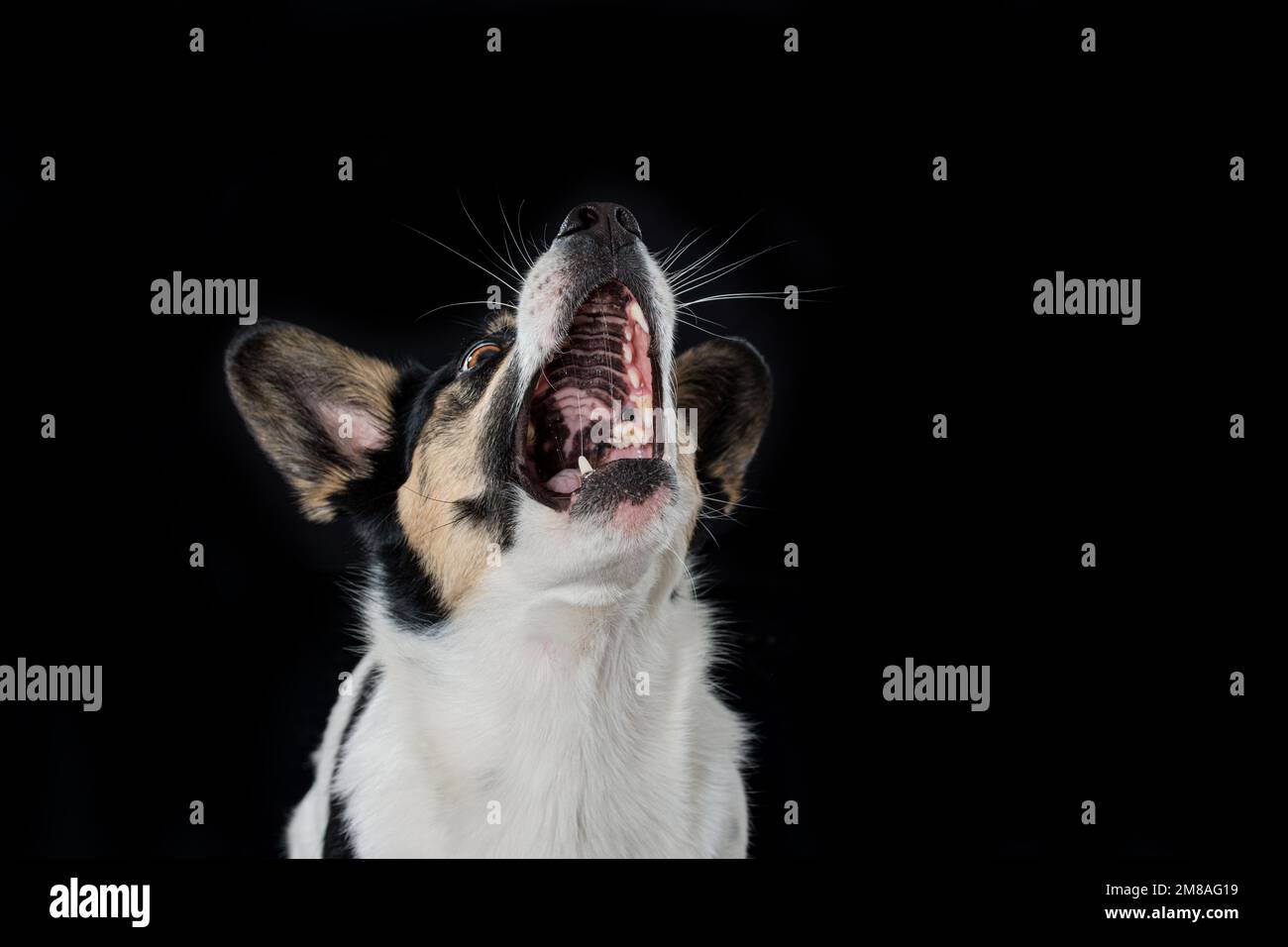 Mixed breed dog snaps at a treat Stock Photo - Alamy