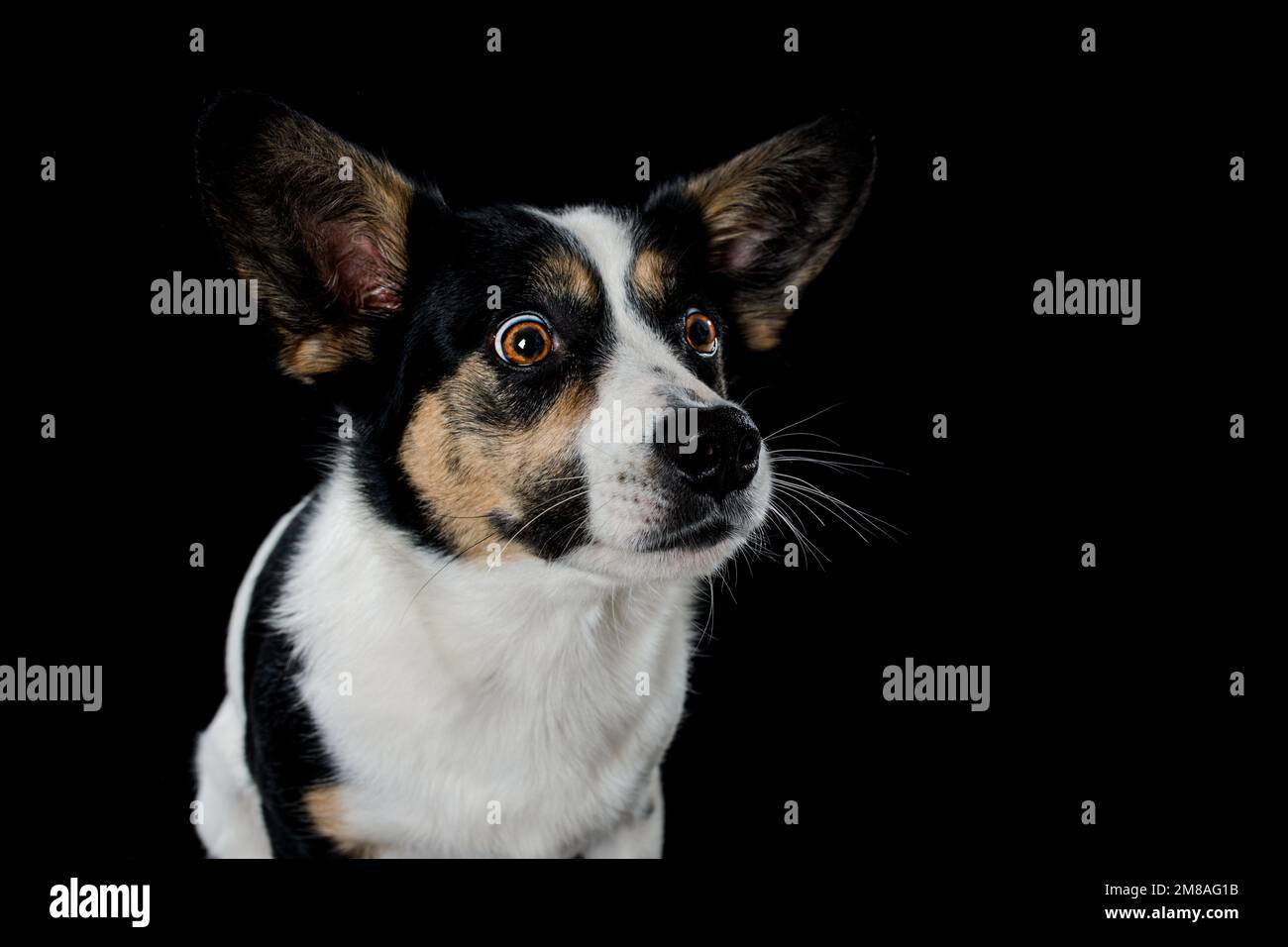 Snaps snapshots snapshots hi-res stock photography and images - Alamy