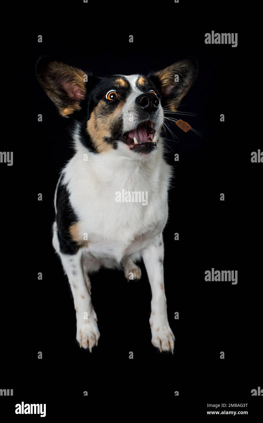 Mixed breed dog snaps at a treat Stock Photo - Alamy