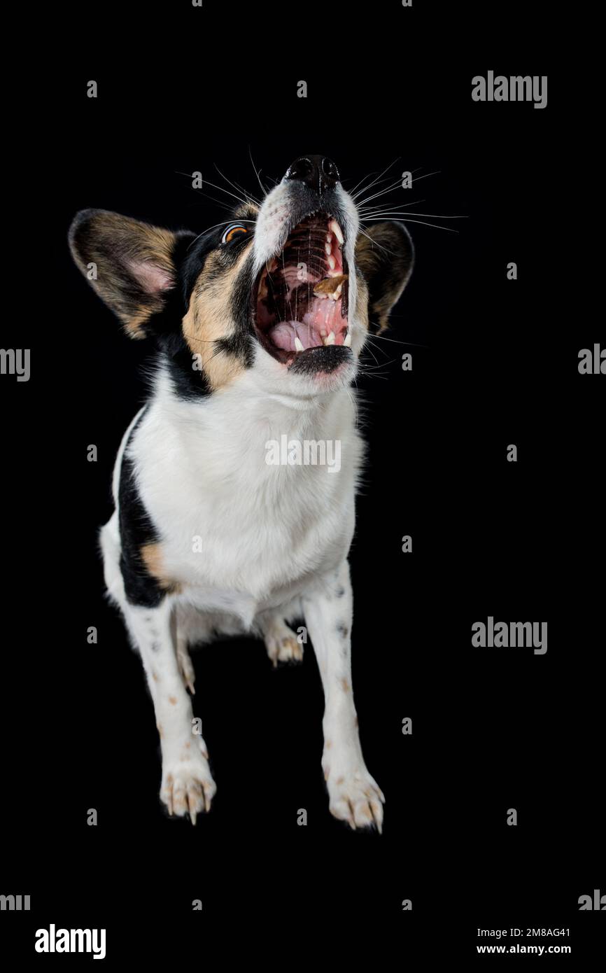 Mixed breed dog snaps at a treat Stock Photo - Alamy