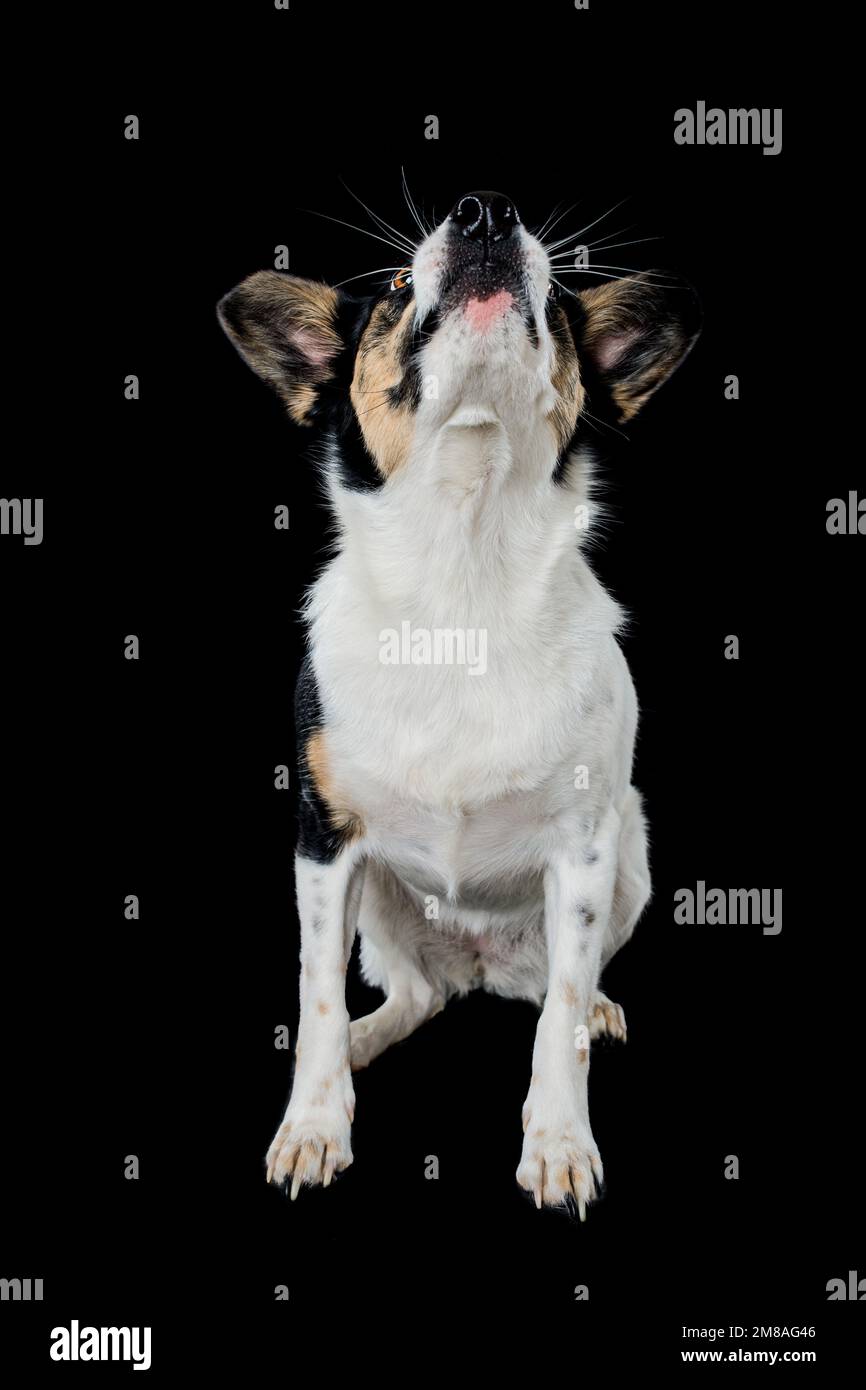 Mixed breed dog snaps at a treat Stock Photo - Alamy