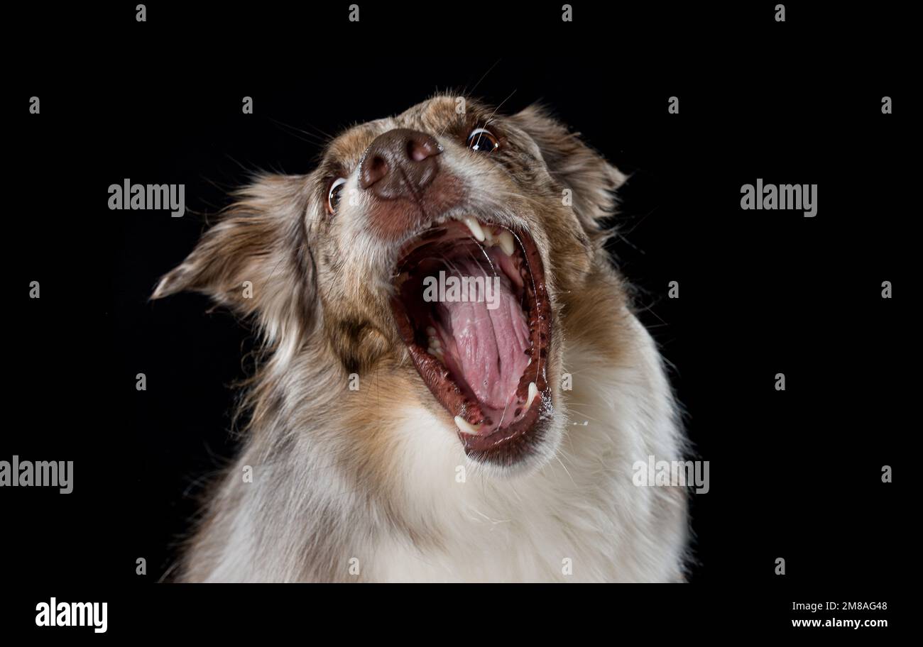 Australian shepherd snaps at a treat Stock Photo - Alamy
