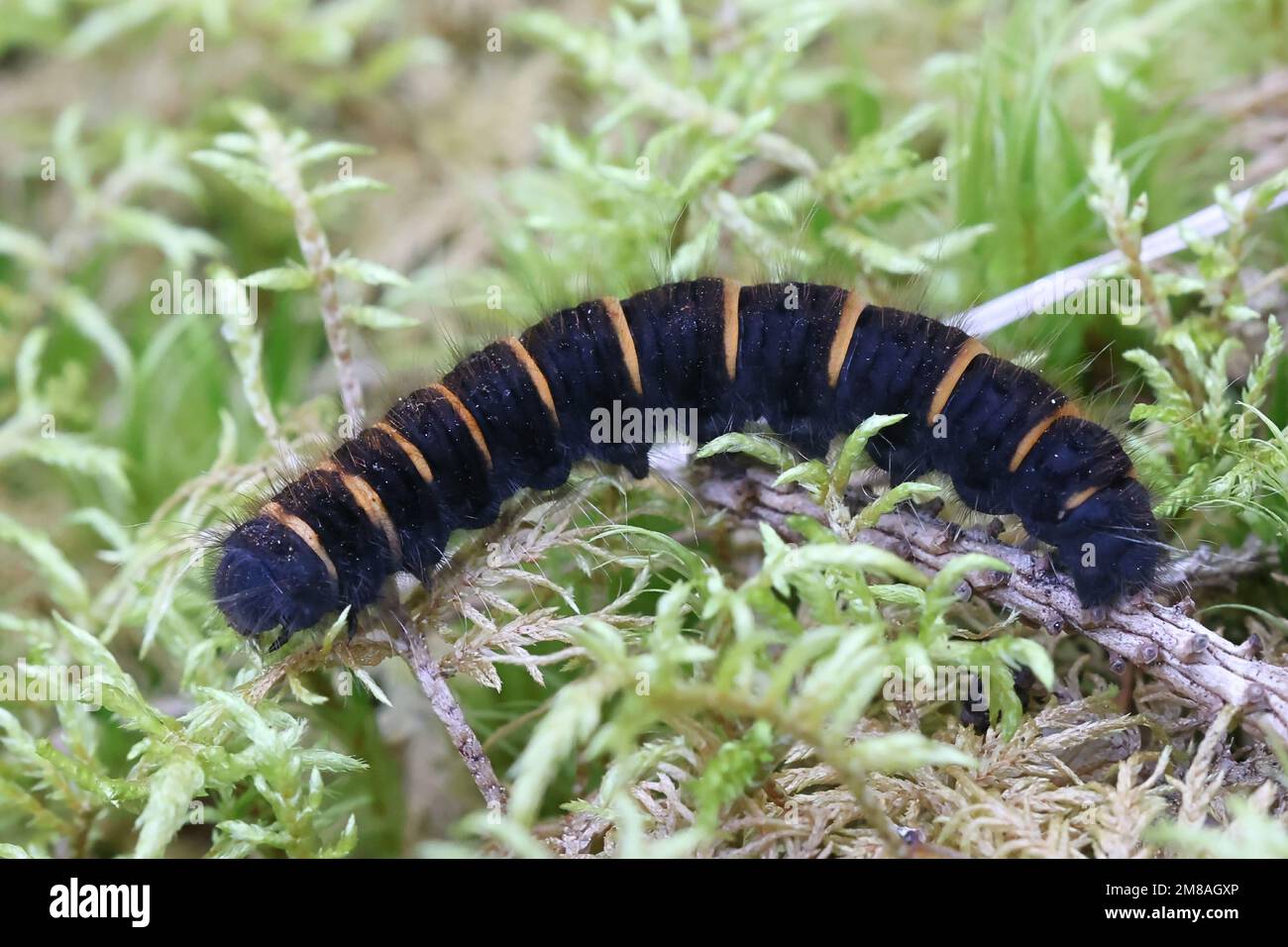 Cateroillar of fox moth, Macrothylacia rubi Stock Photo - Alamy