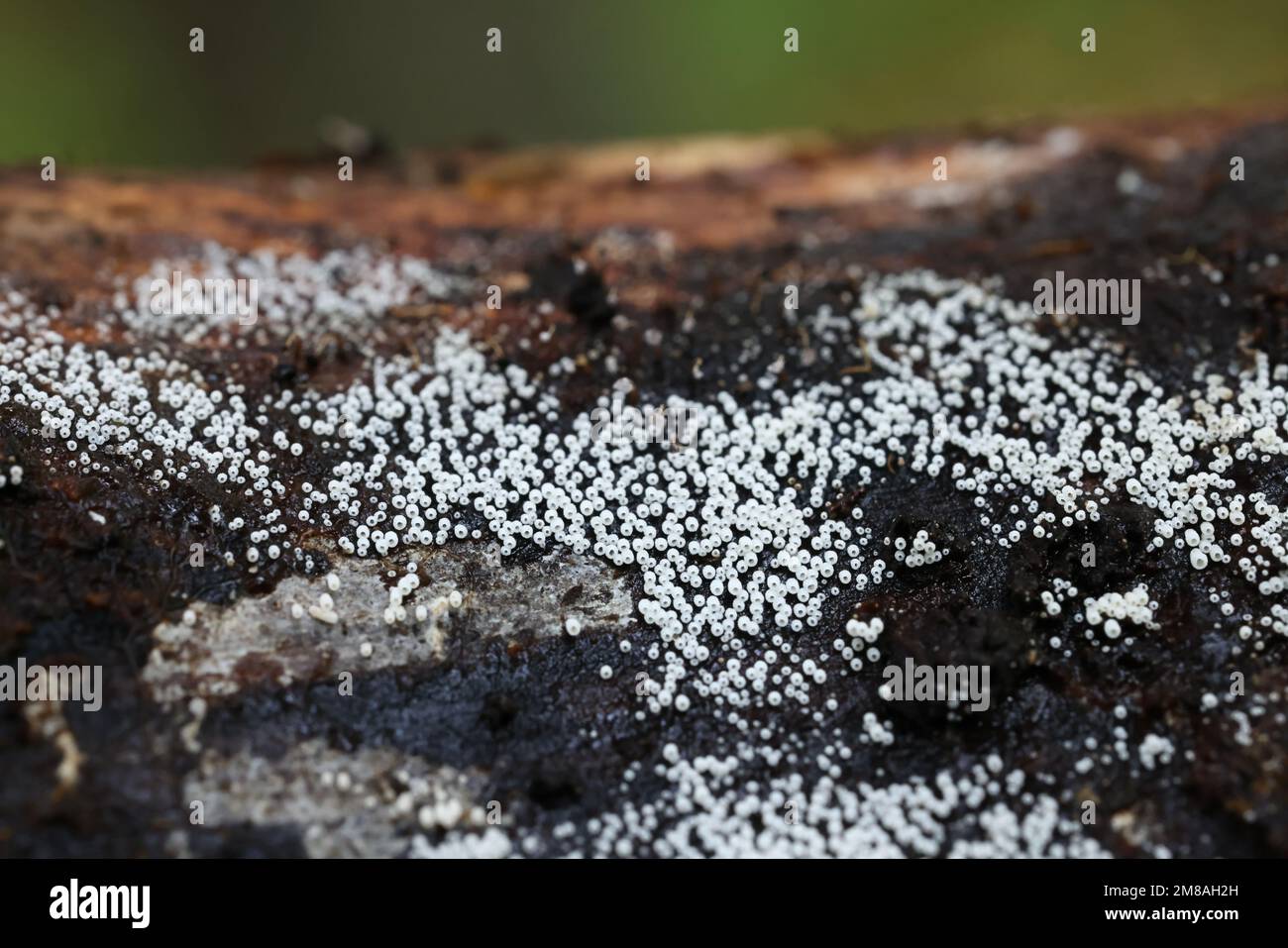 Henningsomyces candidus, commonly known as White Tubelet, wild fungus ...