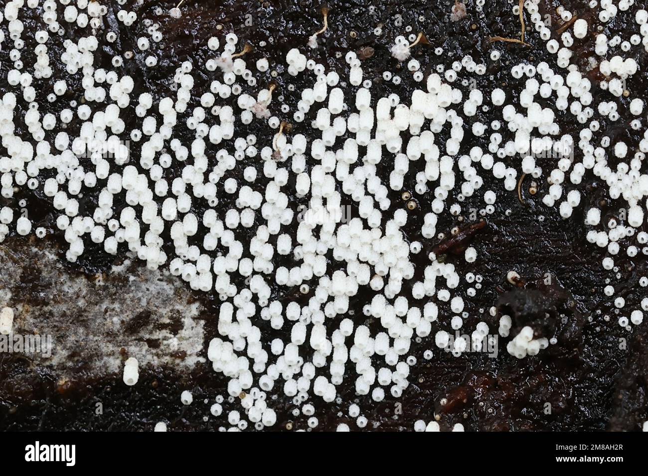 Henningsomyces candidus hi-res stock photography and images - Alamy