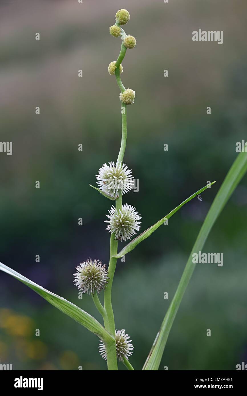 Sparganium emersum hi-res stock photography and images - Alamy