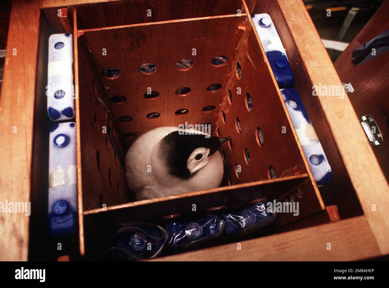 An emperor penguin chick sits quietly in its insulated crate aboard a ...