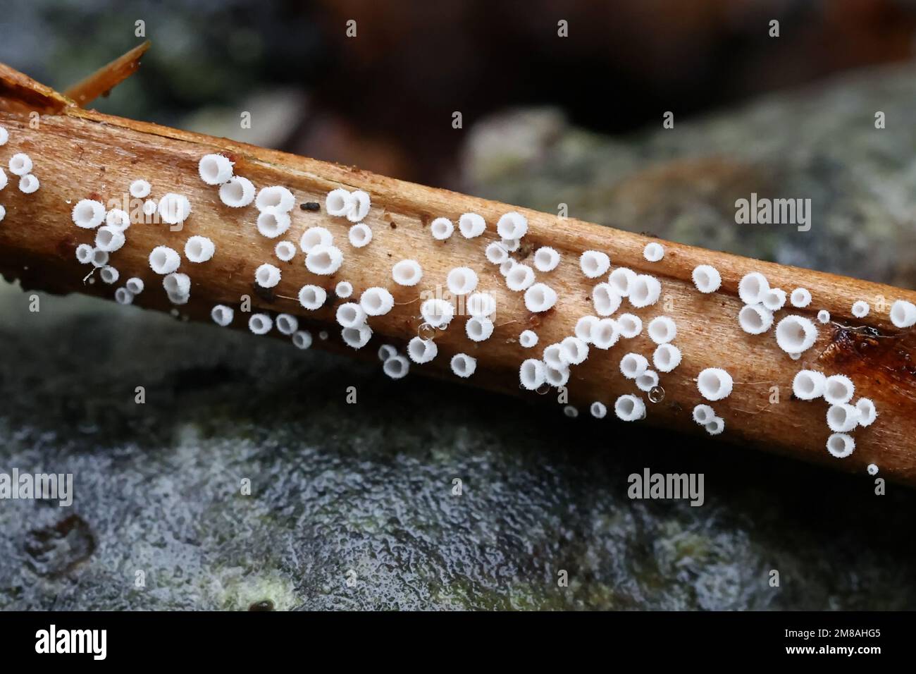 Cephaloscypha mairei, also called Flagelloscypha mairei, tiny white cup ...