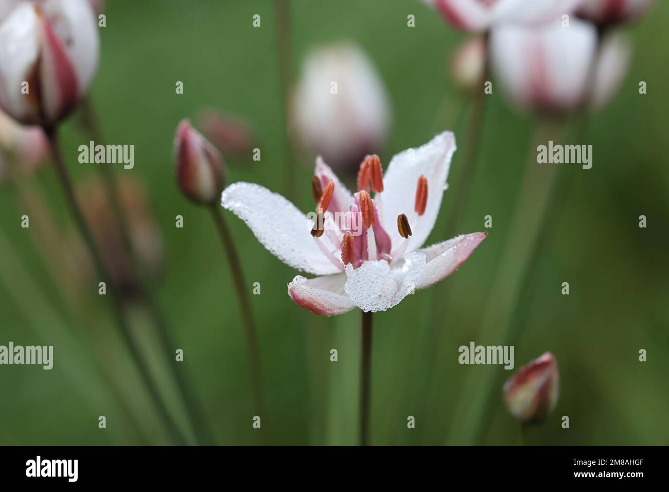 Aquatic herb hi-res stock photography and images - Alamy