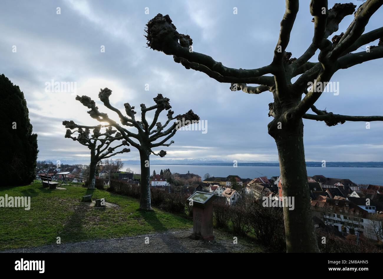 Meersburg, Germany. 13th Jan, 2023. Plane trees stand against the ...