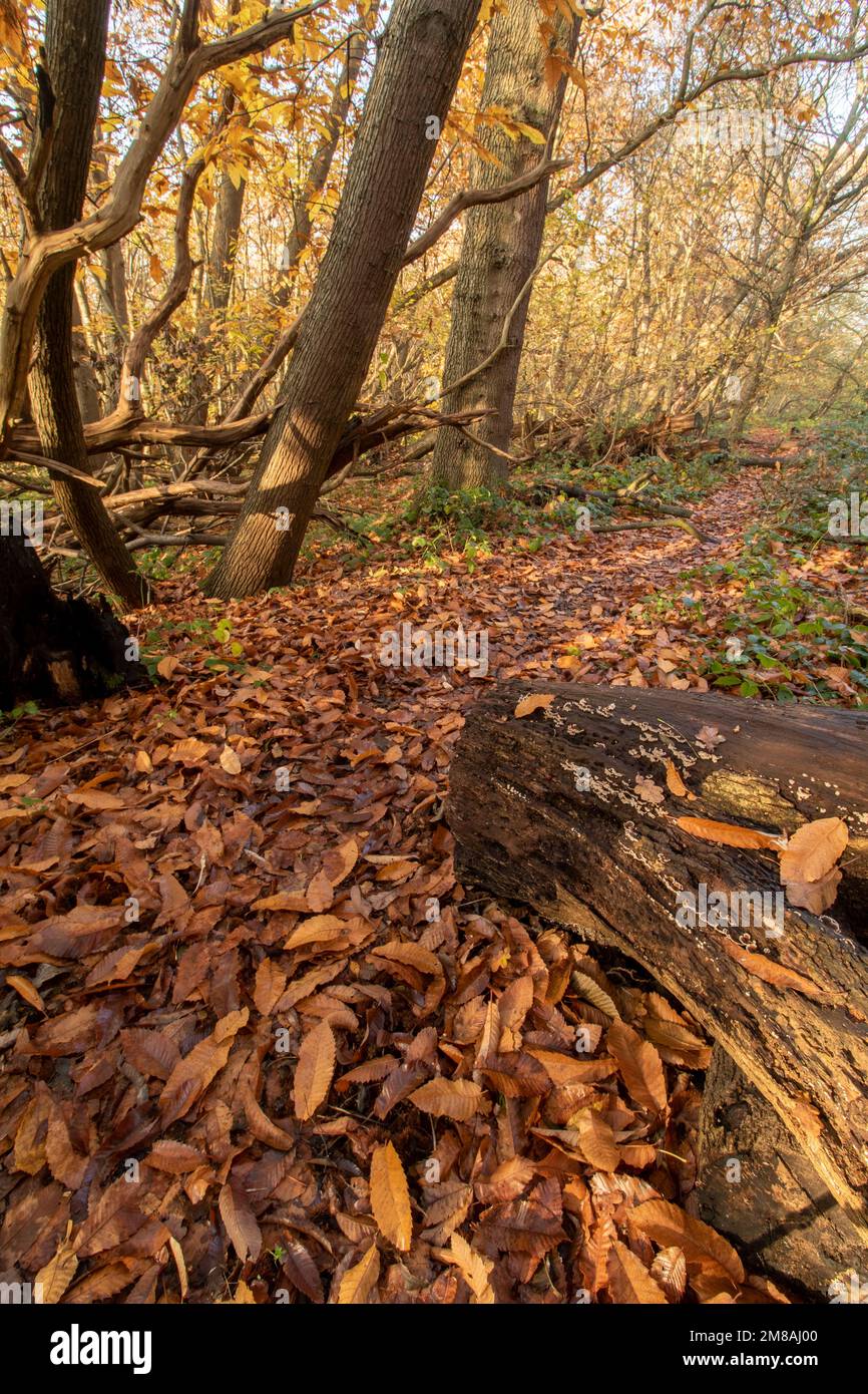 Natures chaos; natural environmental patterns formed by shapes in an ...