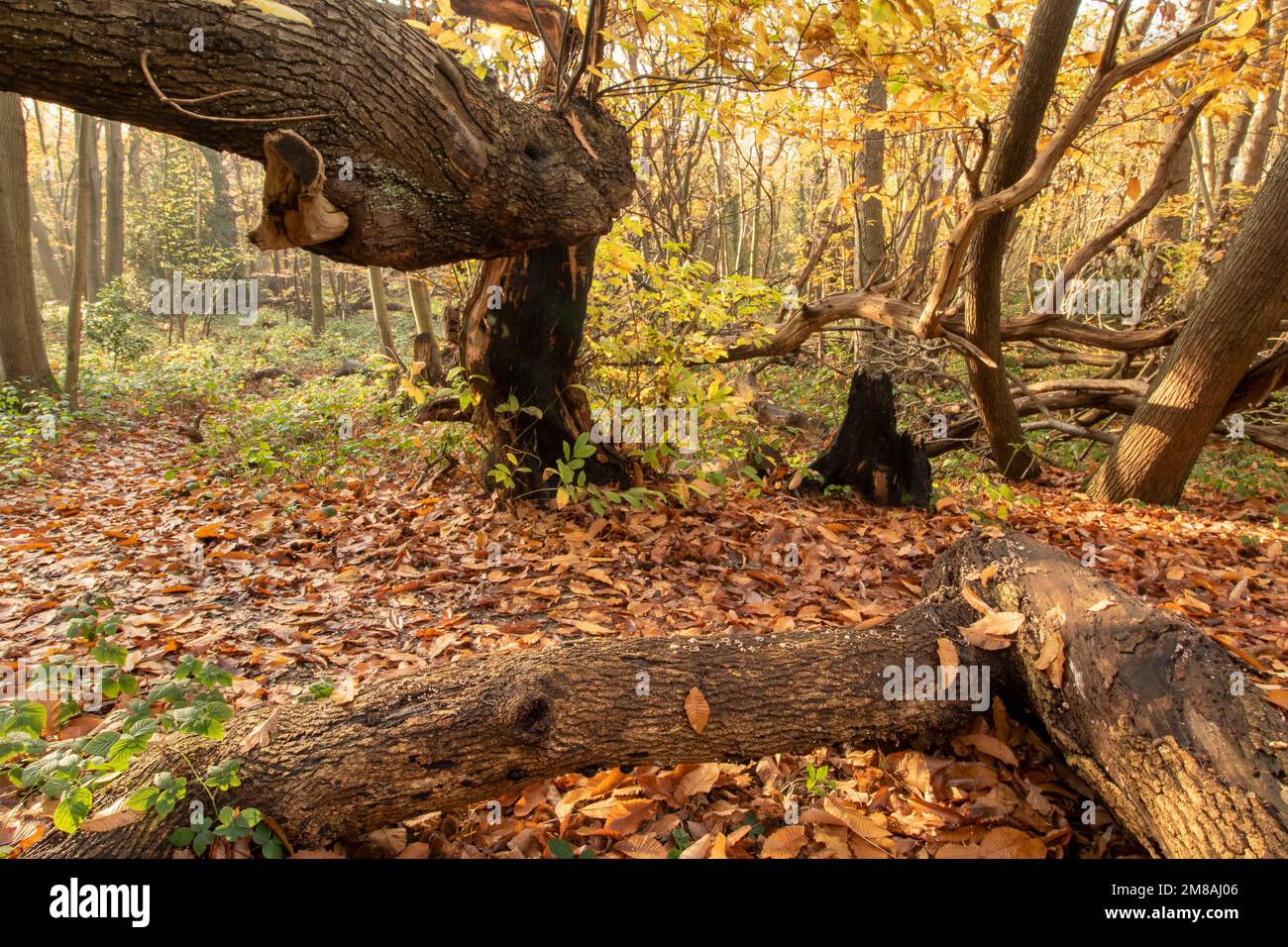 Natures chaos; natural environmental patterns formed by shapes in an ...